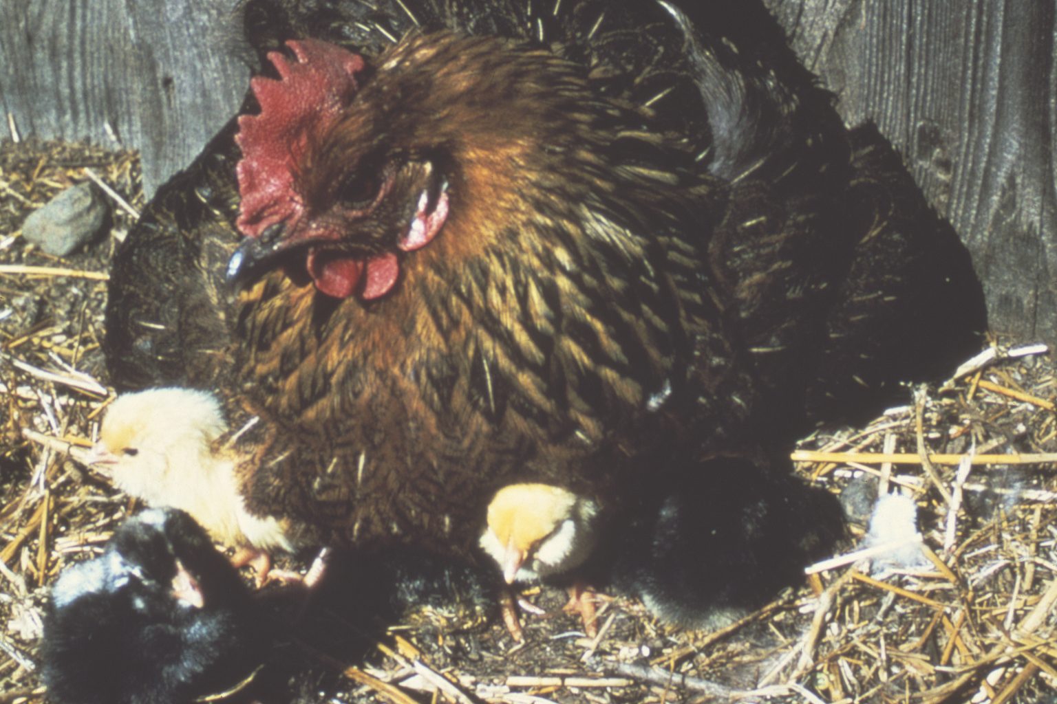 Institute of Mathematical Statistics | Lines from Layla: Fledgling ...